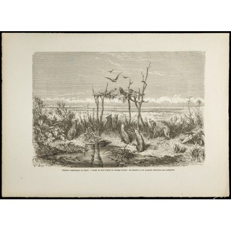 1860 - Sépulture australienne au désert
