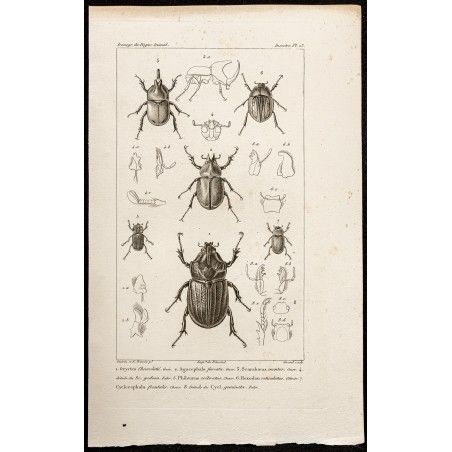 1844 - Scarabées ( Oryctes, Agacephala...)