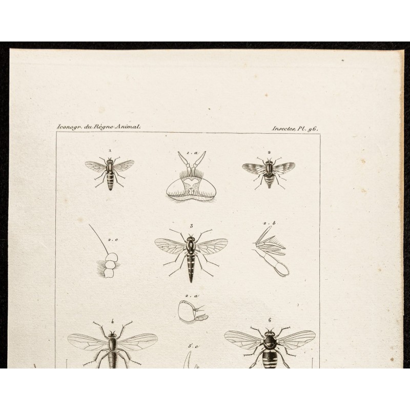 1844 - Diptères (Thereva, Atherix ...)