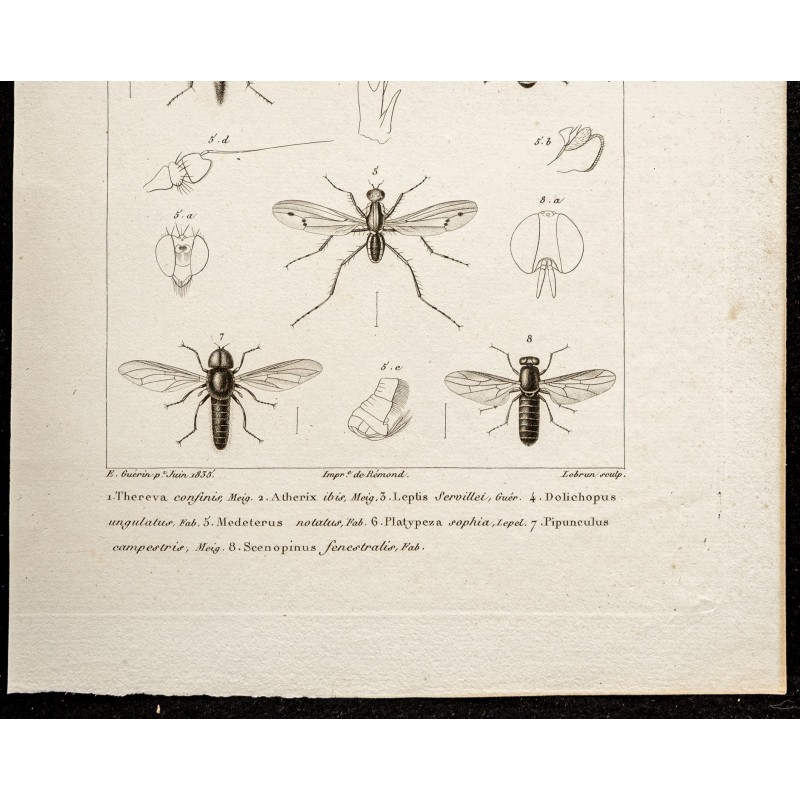 1844 - Diptères (Thereva, Atherix ...)
