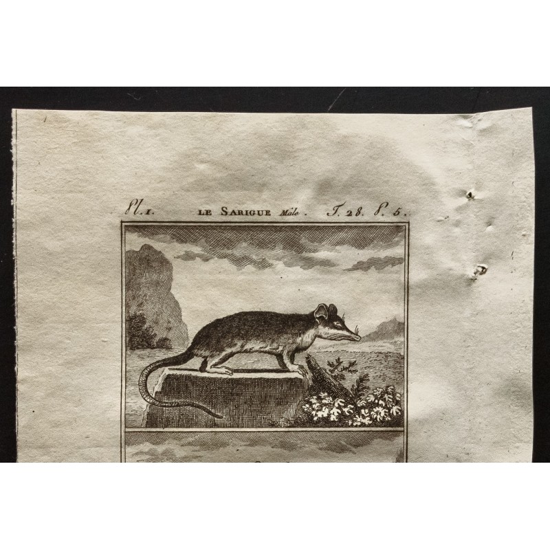 1799 - Le sarigue mâle et femelle