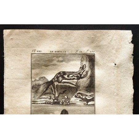 1799 - Le zorille, le conepate