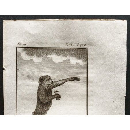 1800 - Le pithèque femelle [Singes]