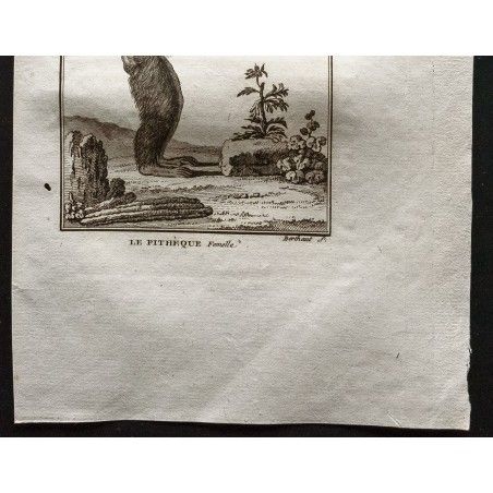 1800 - Le pithèque femelle [Singes]