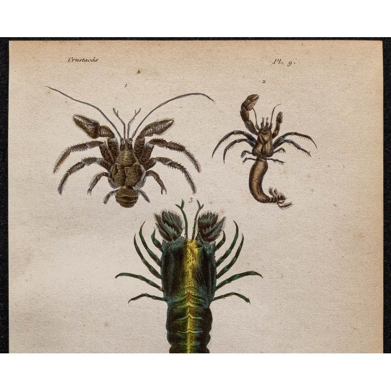 1850 - Crabe de cocotier & Bernard-l'ermite