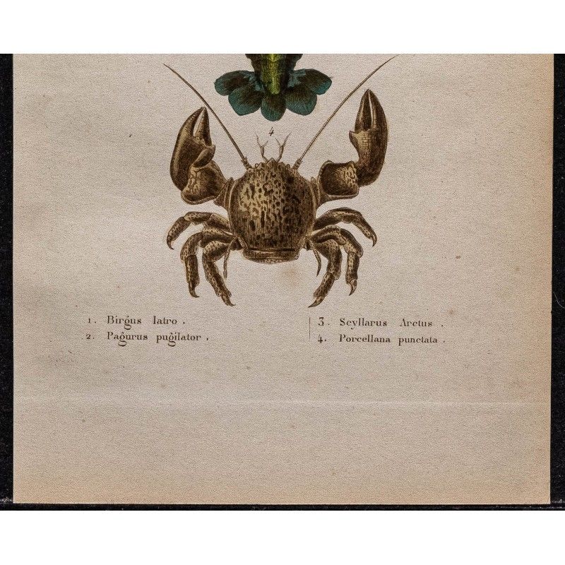 1850 - Crabe de cocotier & Bernard-l'ermite