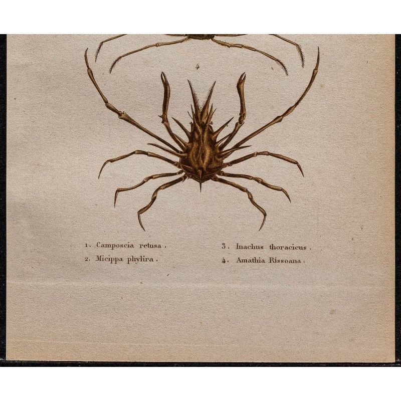 1850 - Crabes araignées et crustacés