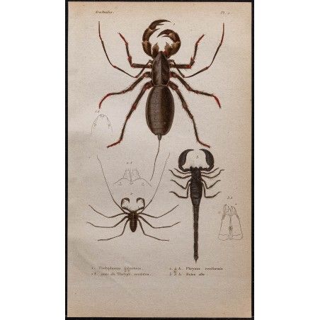 1850 - Arachnides (Uropyges, phrynes...)