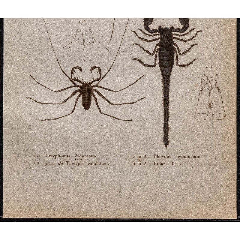 1850 - Arachnides (Uropyges, phrynes...)