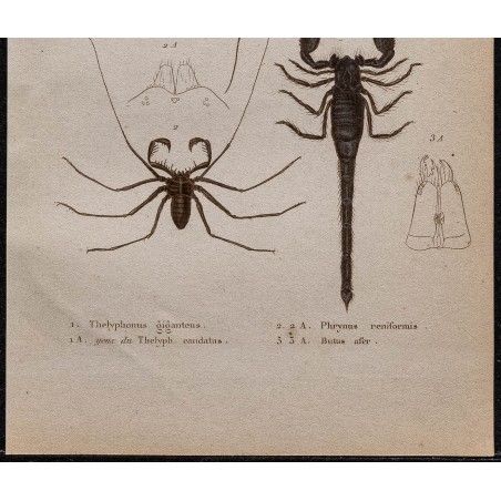 1850 - Arachnides (Uropyges, phrynes...)