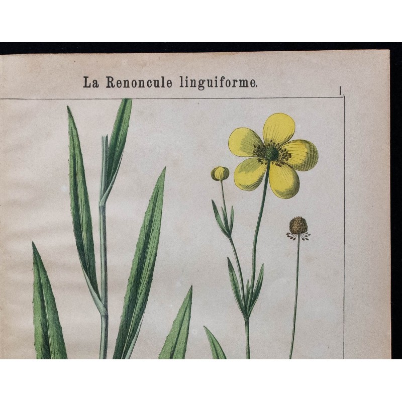 1875 - Renoncule aquatique & Renoncule linguiforme