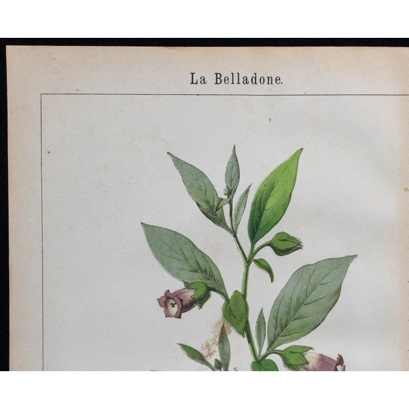 1875 - Belladone commune & Belladone à fleurs jaunes