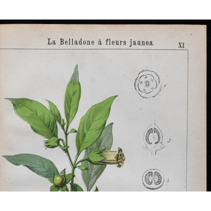 1875 - Belladone commune & Belladone à fleurs jaunes