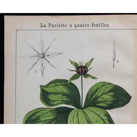 1875 - Parisette à quatre feuilles & Ivraie enivrante