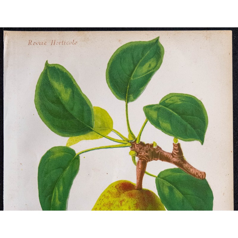 1868 - Poire Belle de la Croix Morel