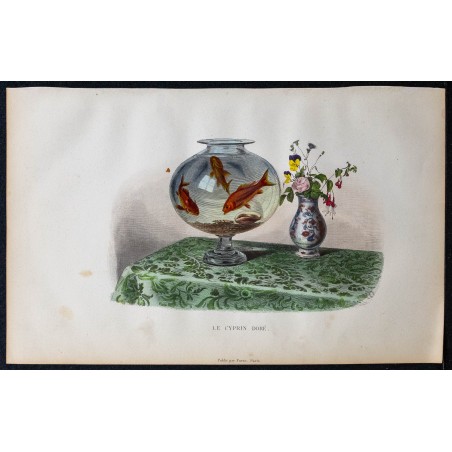 1855 - Le Cyprin Doré (Poisson rouge)