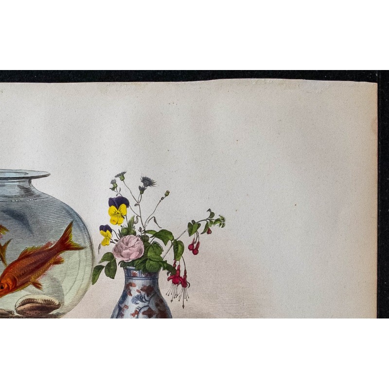 1855 - Le Cyprin Doré (Poisson rouge)