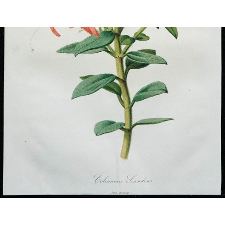 1864 - Columnea scandens