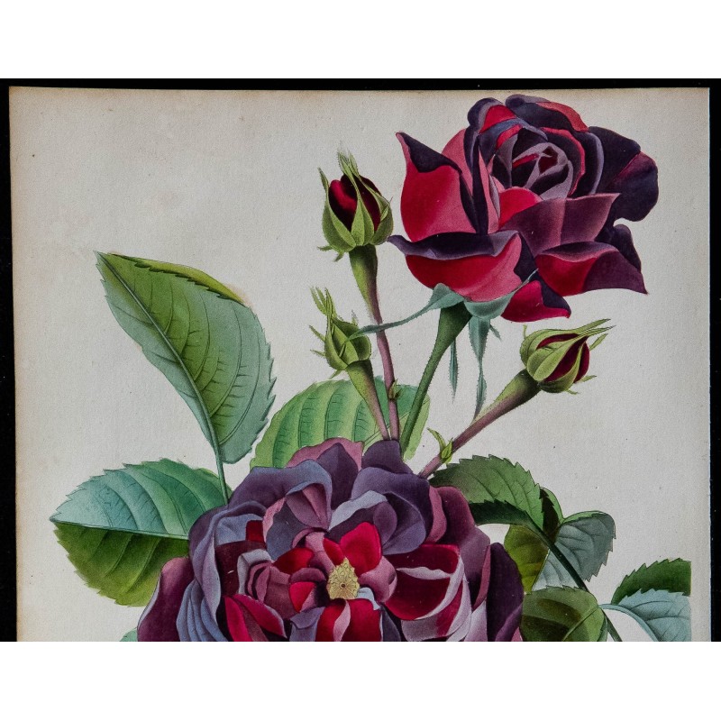 1842 - Rose 'Prince Albert'