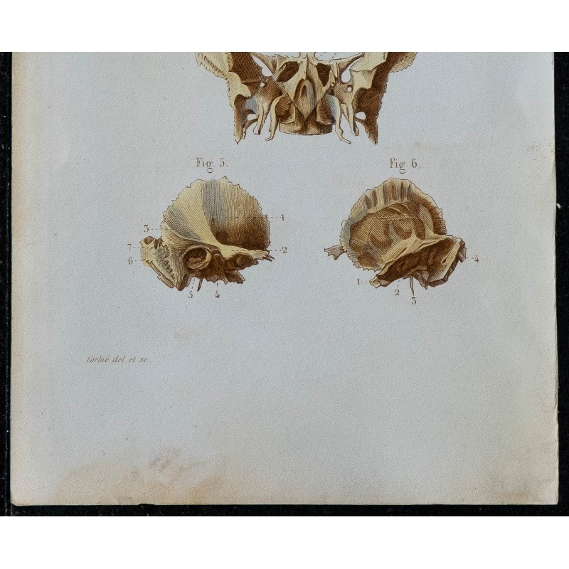 1852 - Os occipital sphénoïde temporal crâne