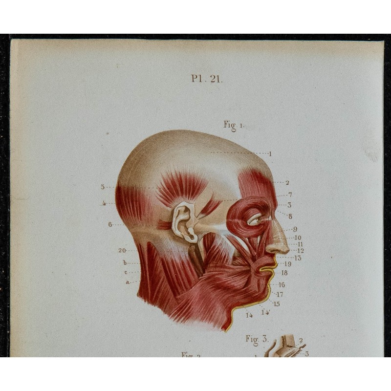 1852 - Muscles de la tête humaine