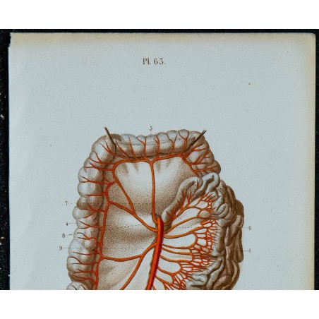 1852 - Artère mésentérique supérieure intestin vascularisation