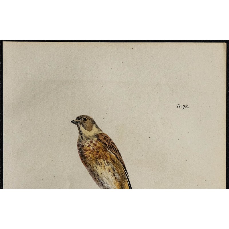 1830 - Linotte mélodieuse