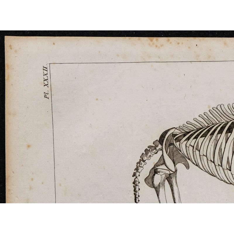 1825 - Squelette d'éléphant