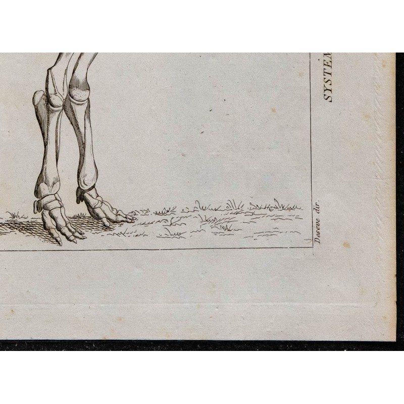 1825 - Squelette d'éléphant