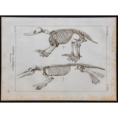 1825 - Squelette de phoque