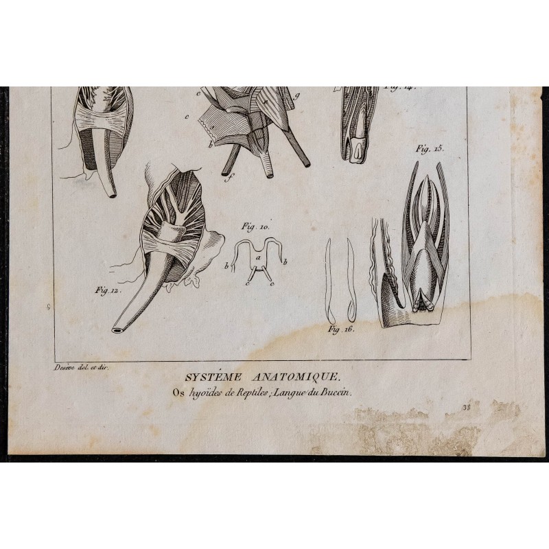 1825 - Os hyoïdes de reptiles