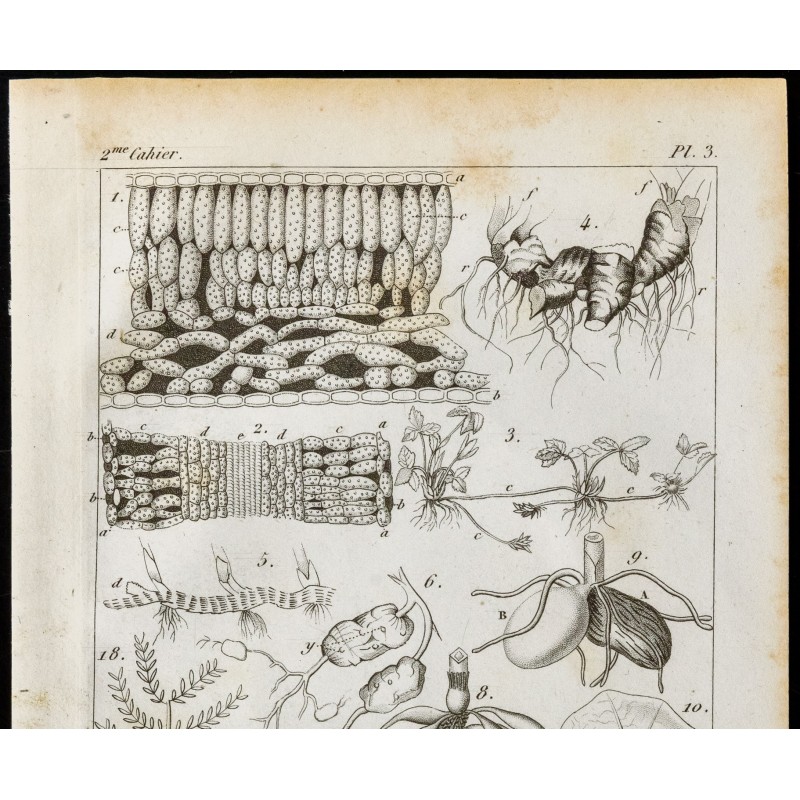 1848 - Tiges et Racines - Structure et nervation des feuilles
